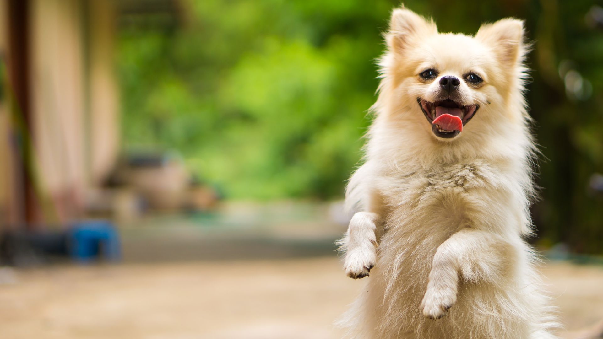 Vet Near Me Charlotte, NC 28209 | SouthPark Animal Hospital