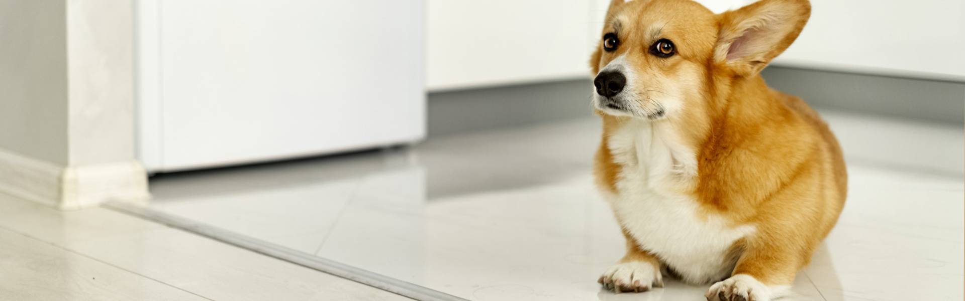 Check In Form | SouthPark Animal Hospital